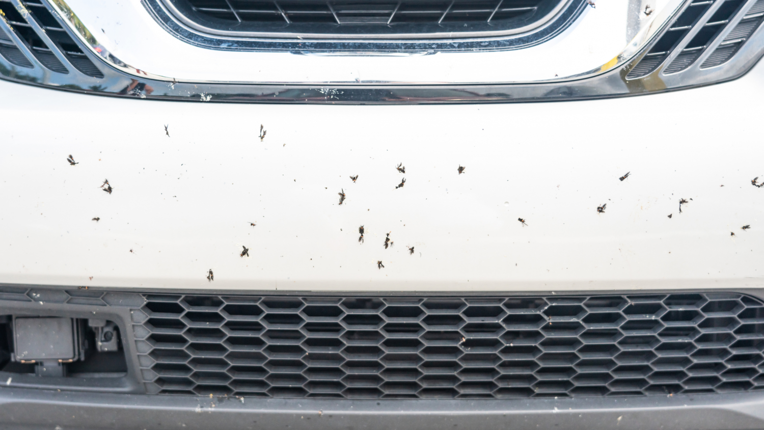 How Insects and Tree Sap Can Damage Your Vehicle’s Finish