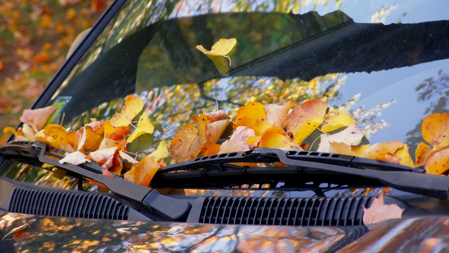 Why Fall is the Perfect Time to Start a Car Wash Membership